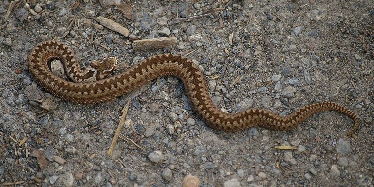 5 Snakes That Can Survive in Snow-Covered Environments