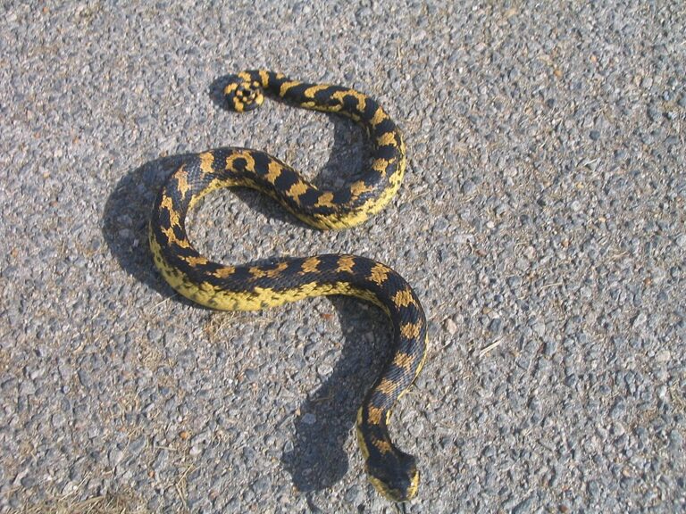 6 Snake Species Known to “Stand” Upright