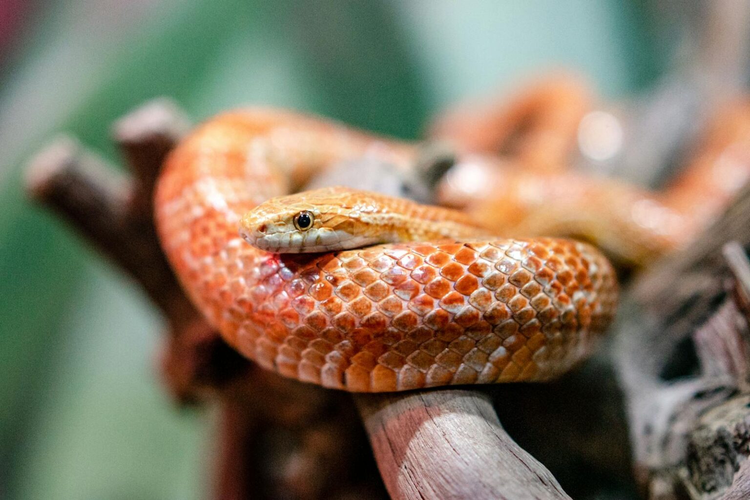 Why Some Cultures Use Snake Rituals in Their Traditions