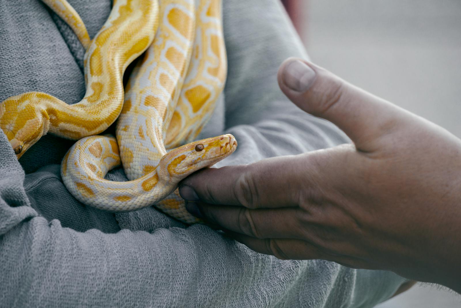 What Happens When Two Venomous Snakes Bite Each Other?