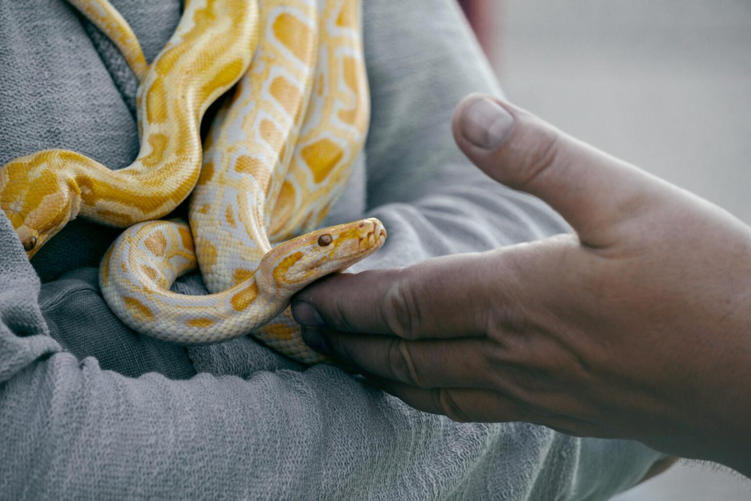 The Unusual Albino Snakes That Are Born Completely White