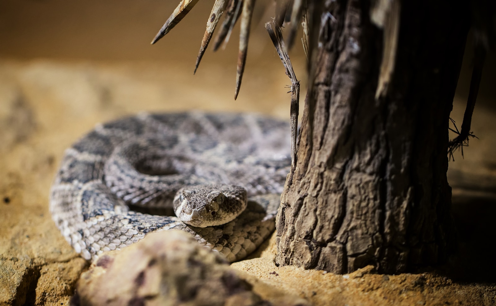 Why Some Non-Venomous Snakes Vibrate Their Tails Like Rattlesnakes