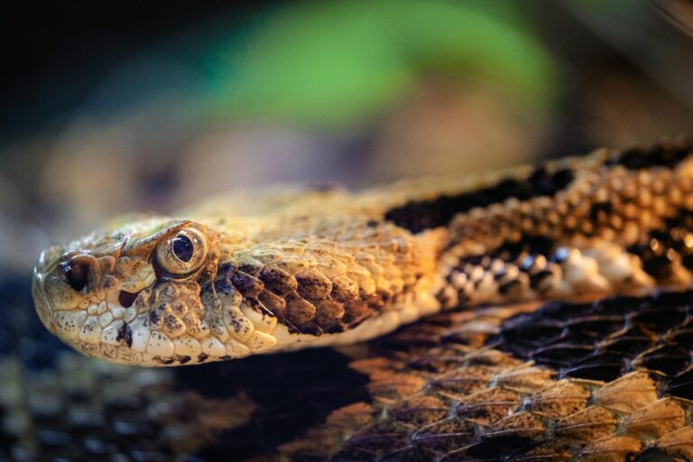 Why Snake Head Shape Varies So Greatly by Habitat