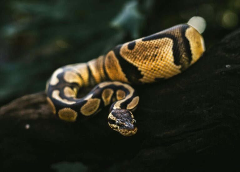 The Role of Snakes in African Folklore and Legends