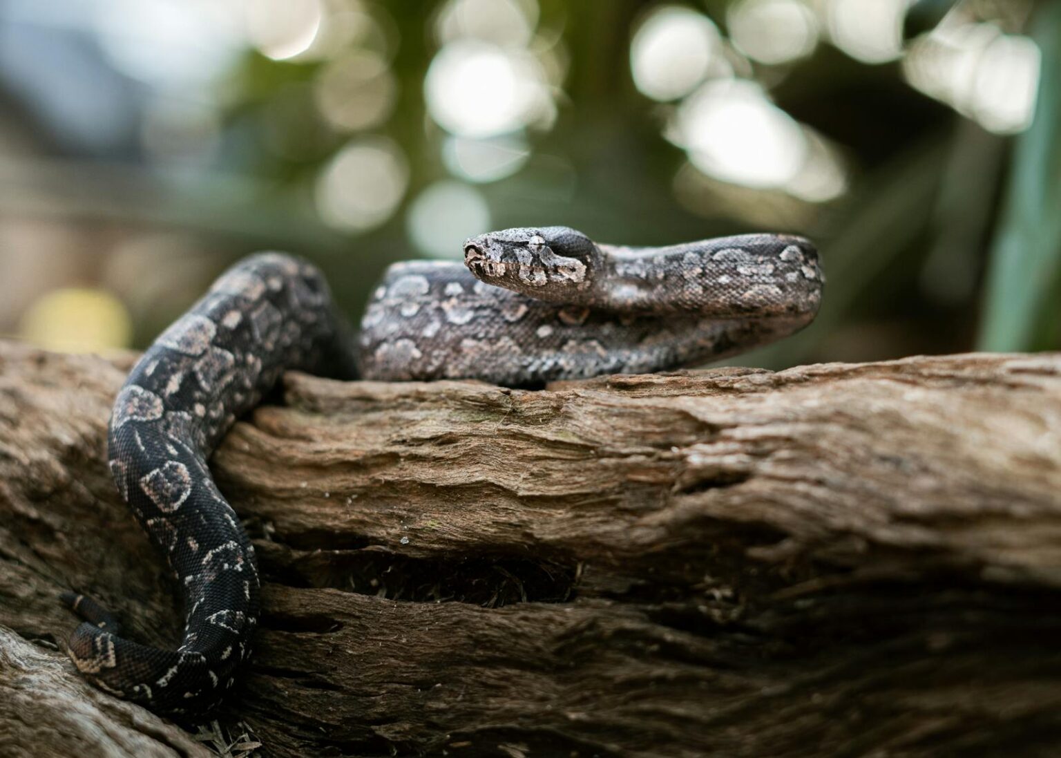 The Myth of the Two-Headed Snake Across Cultures