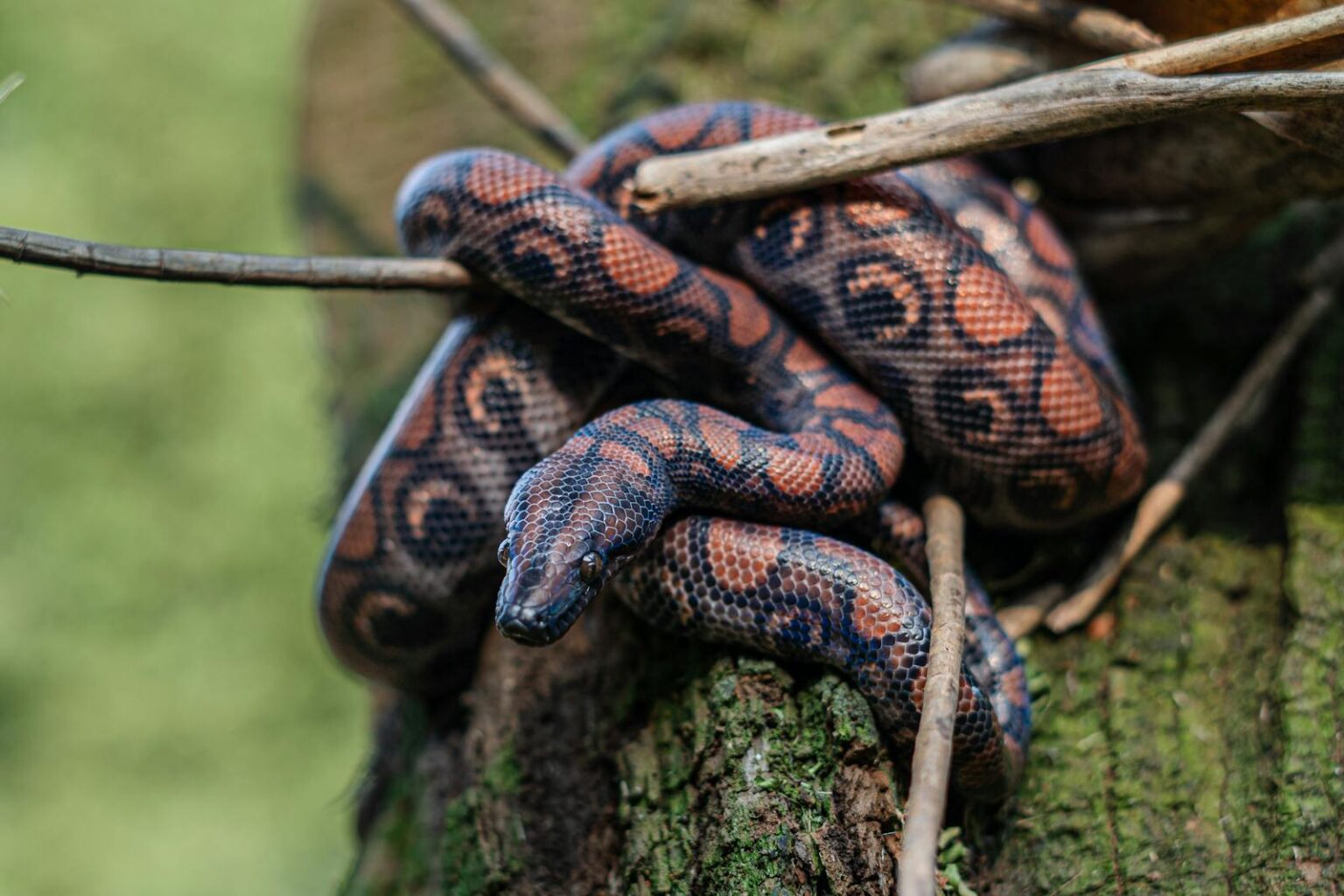 The First-Ever Discovery of a Completely Transparent Snake
