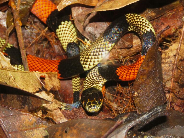 Why Some Venomous Snakes Have Bright Colors While Others Blend In