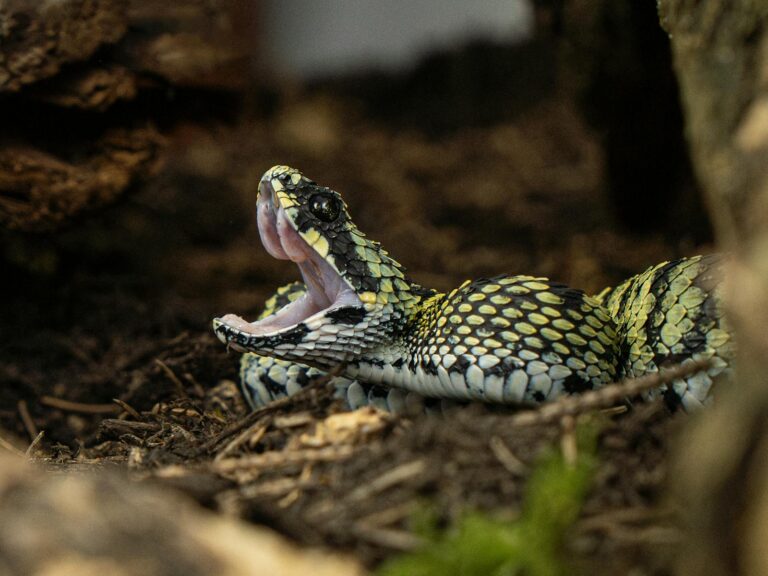 The Evolution of Snake Teeth – From Simple Hooks to Hollow Fangs