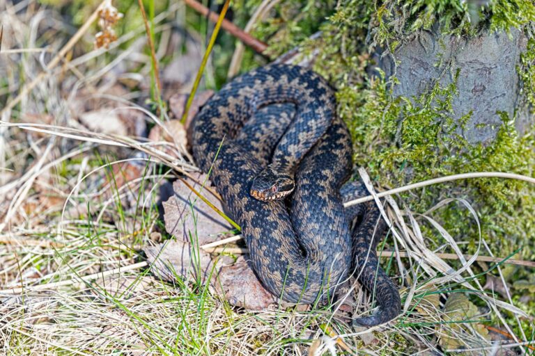 The Most Terrifying Snake Monsters in Mythology