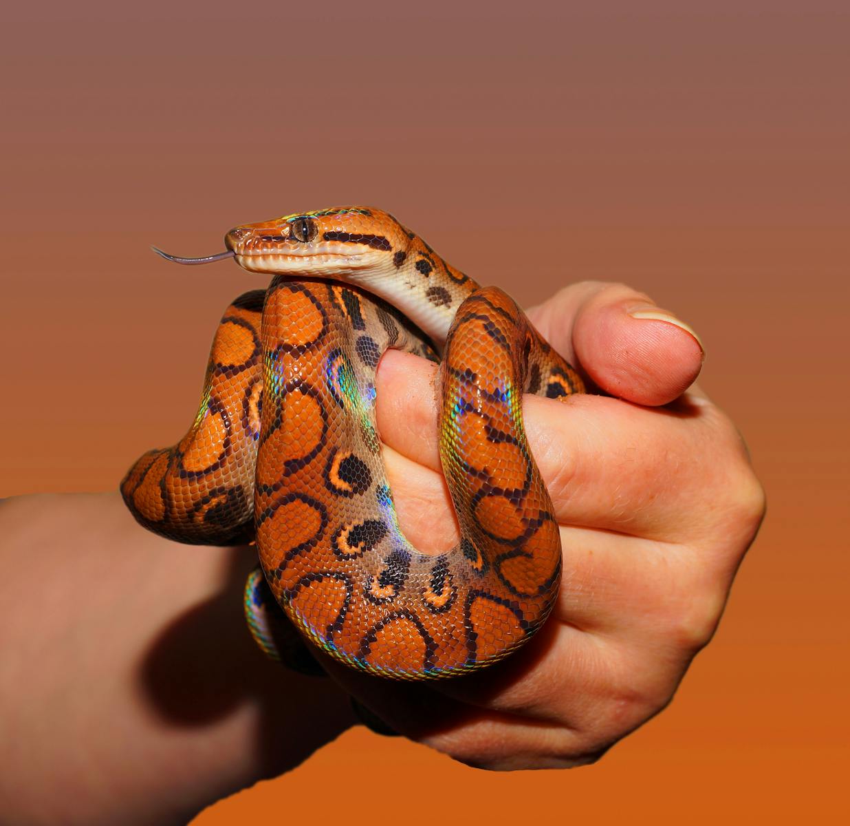 The Role of Snakes in African Folklore and Legends
