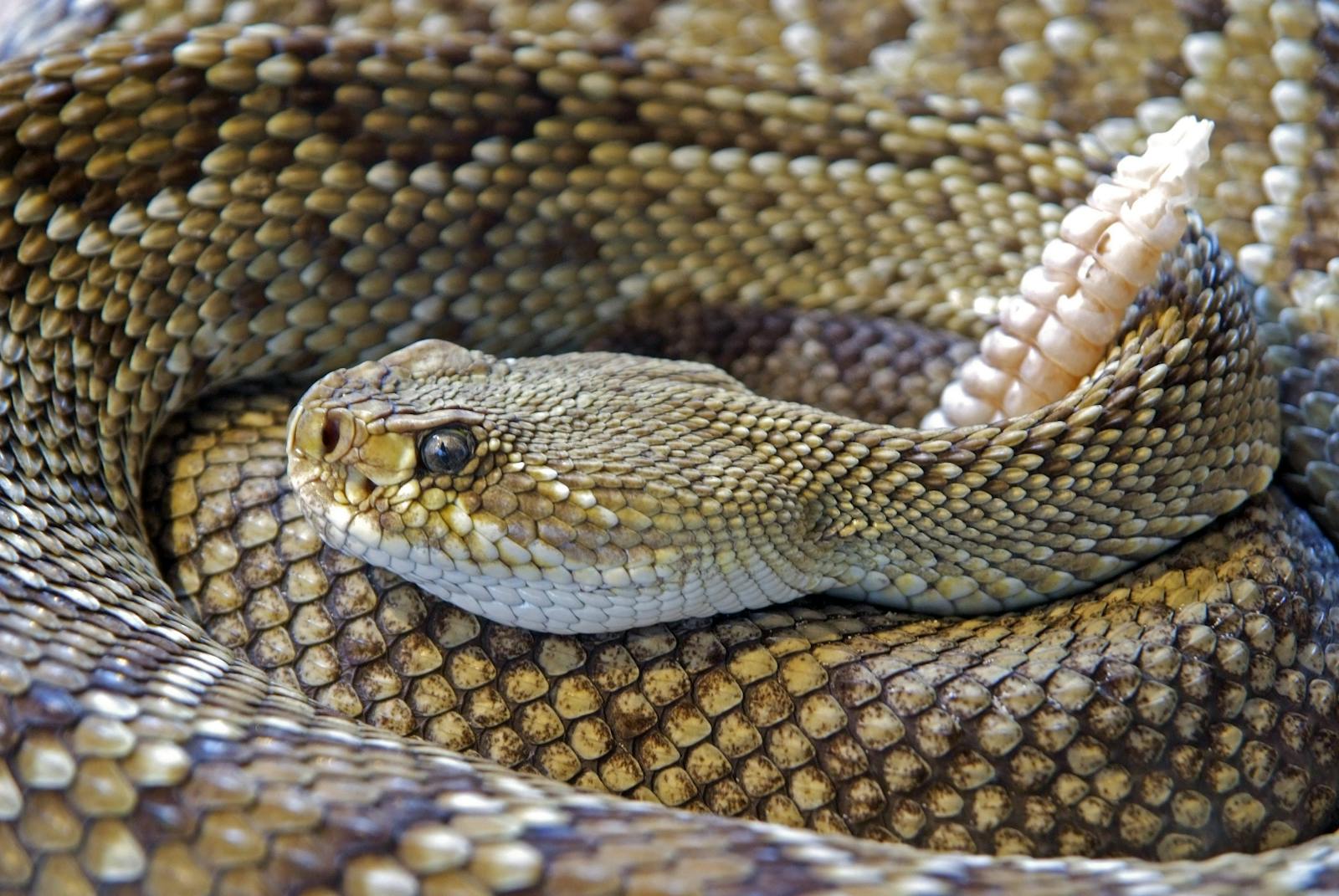 The First-Ever Discovery of a Completely Transparent Snake