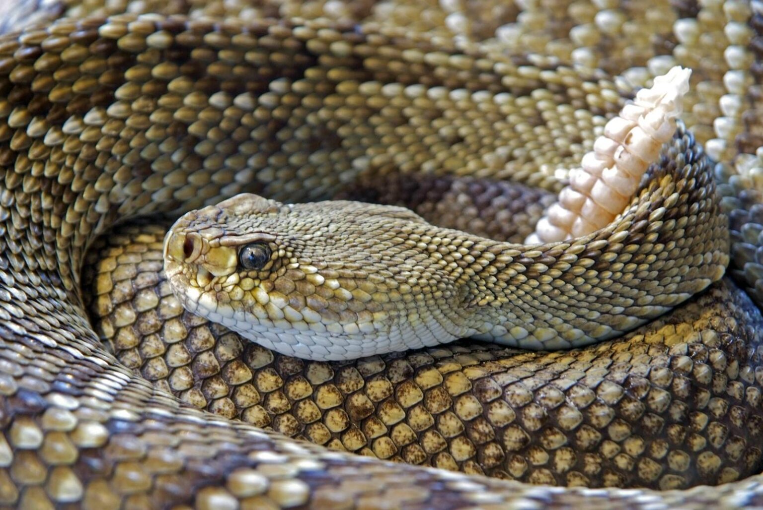 Why Some Venomous Snakes Have Bright Colors While Others Blend In