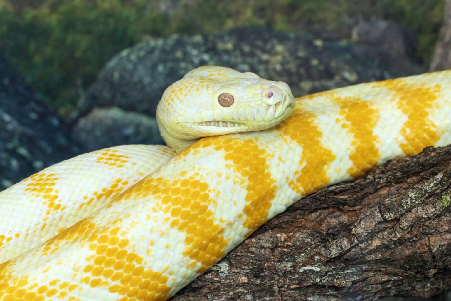 The Unusual Albino Snakes That Are Born Completely White