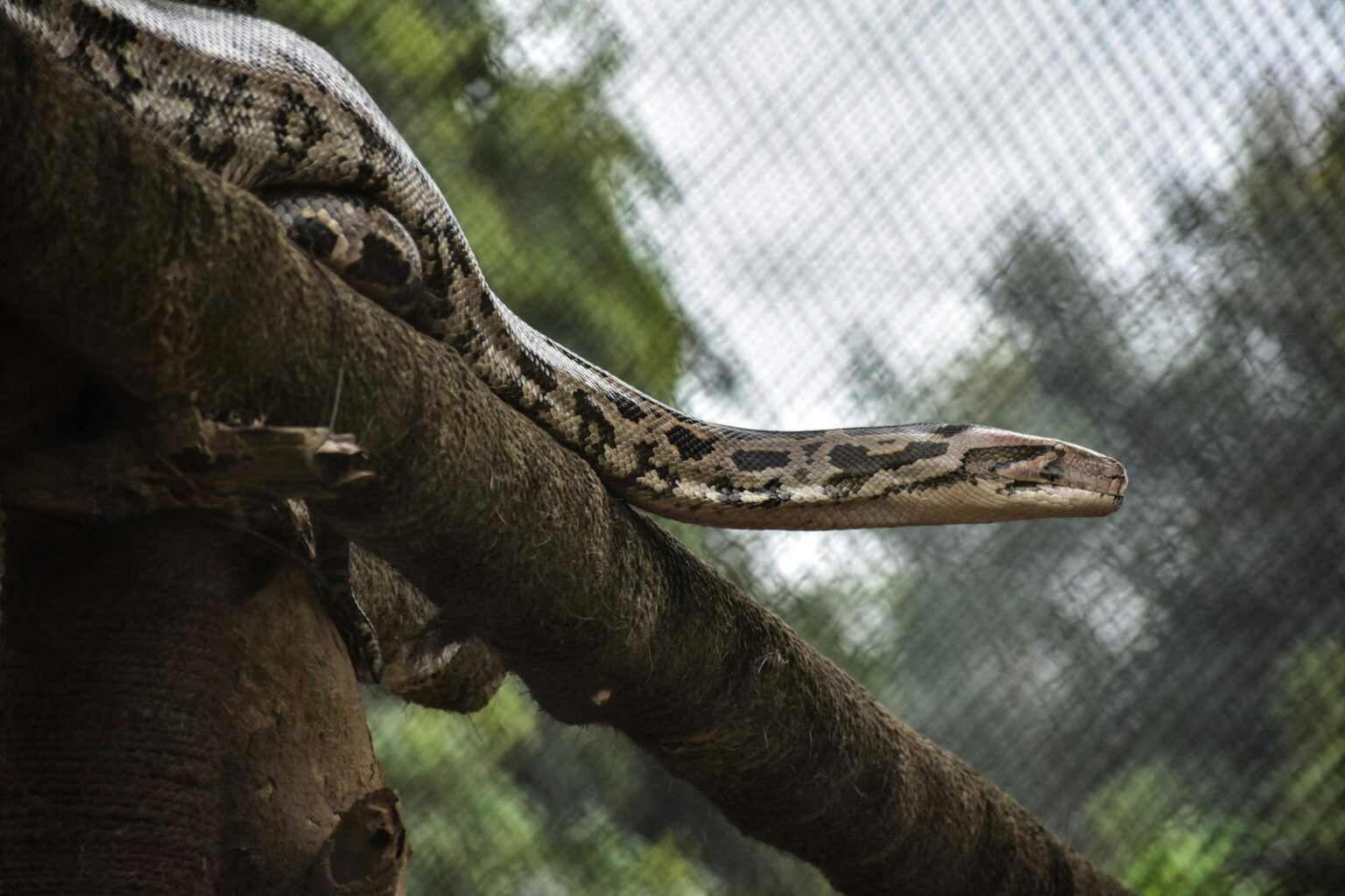 The Most Gentle Pet Snakes for First-Time Owners