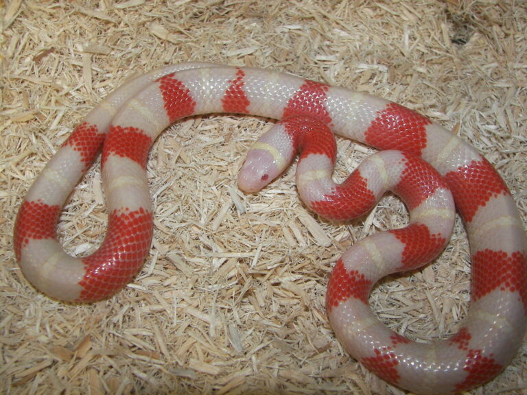 The Unusual Albino Snakes That Are Born Completely White