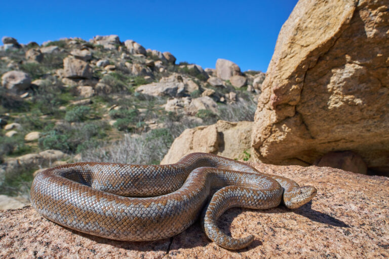 The Most Gentle Pet Snakes for First-Time Owners