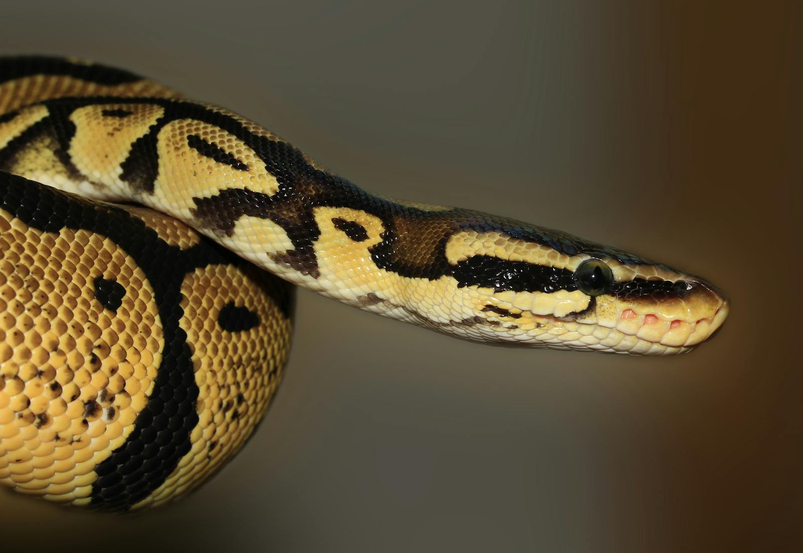 The Role of Snakes in African Folklore and Legends