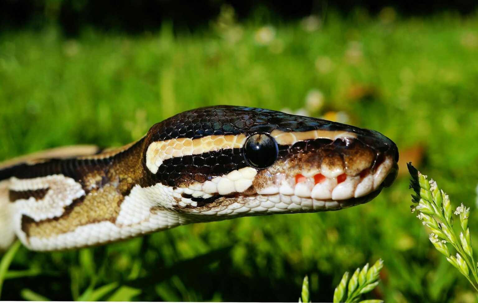What Happens When Two Venomous Snakes Bite Each Other?