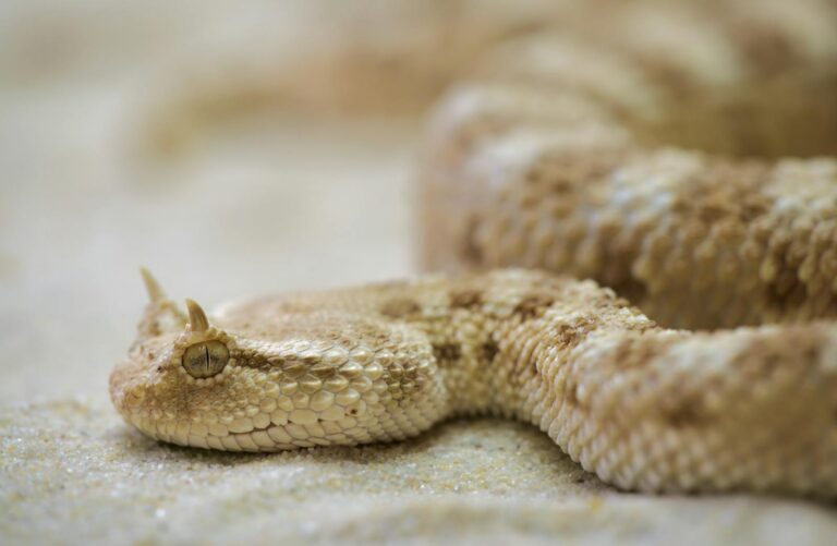 The Role of Snakes in African Folklore and Legends