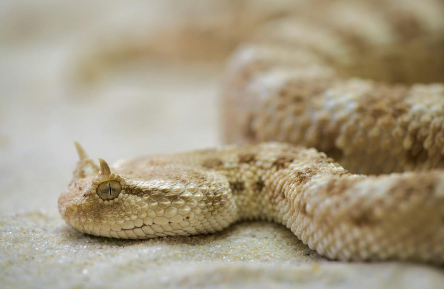 Why Some Venomous Snakes Have Bright Colors While Others Blend In