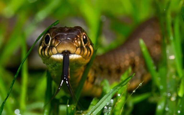 The Most Terrifying Snake Monsters in Mythology