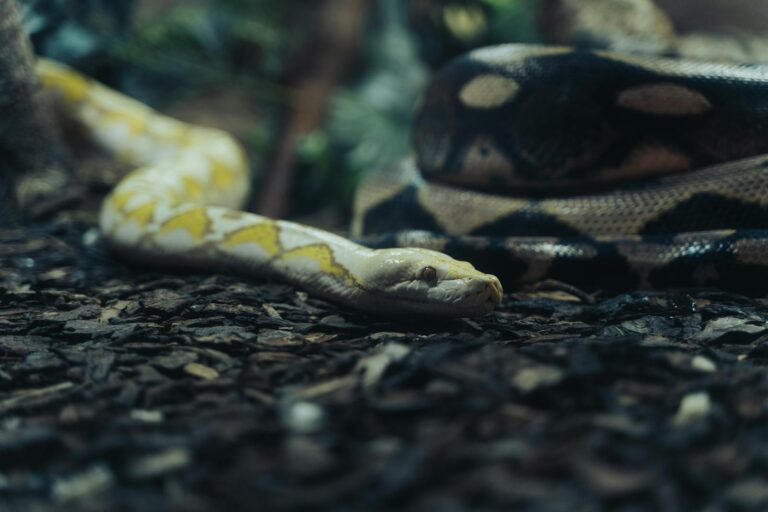 The Unusual Albino Snakes That Are Born Completely White