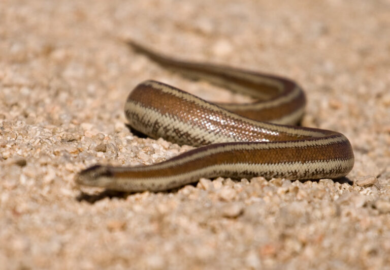 The Snake That Uses Sunspots to Stalk Prey