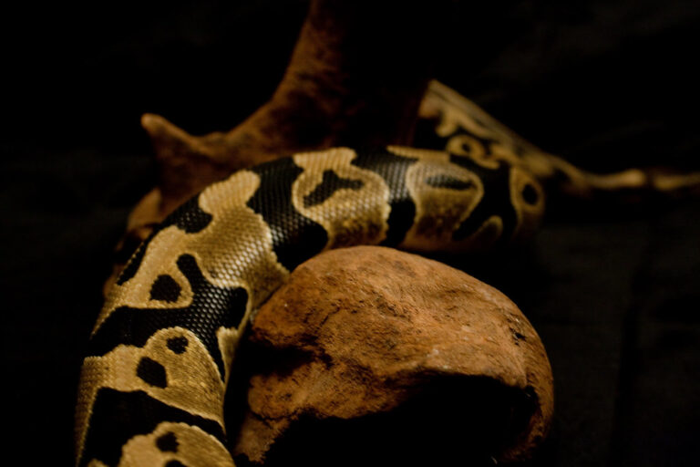 Why Some Snakes Have Heat-Sensing Pits and Others Don’t