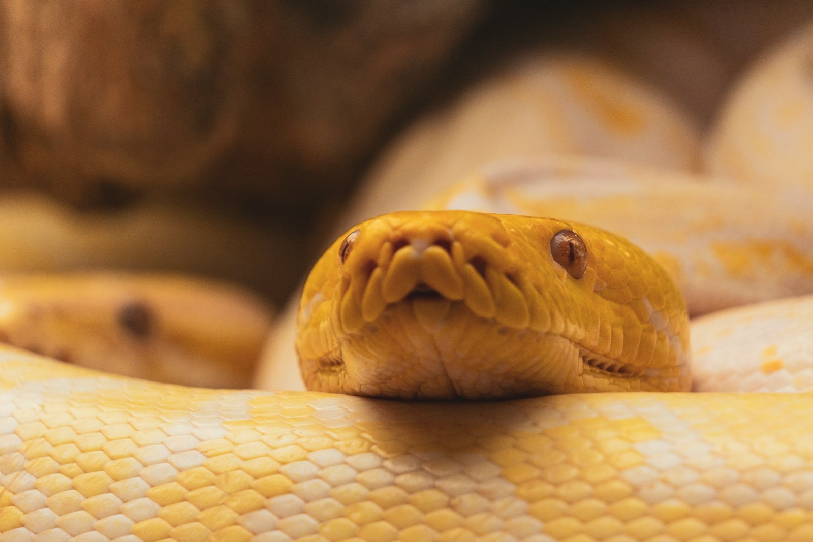 Why Some Cultures Use Snake Rituals in Their Traditions