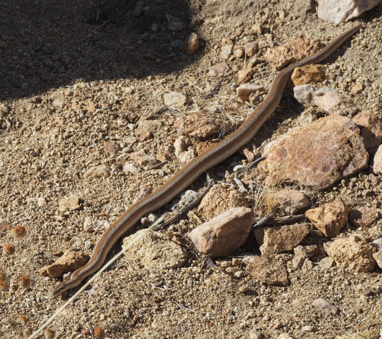 Why Some Snakes Slither in a Straight Line