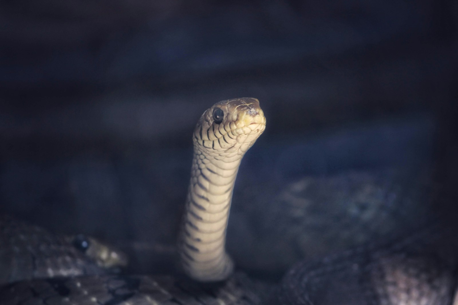The Connection Between Snakes and Dragons in Mythology