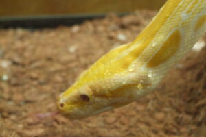 The Unusual Albino Snakes That Are Born Completely White