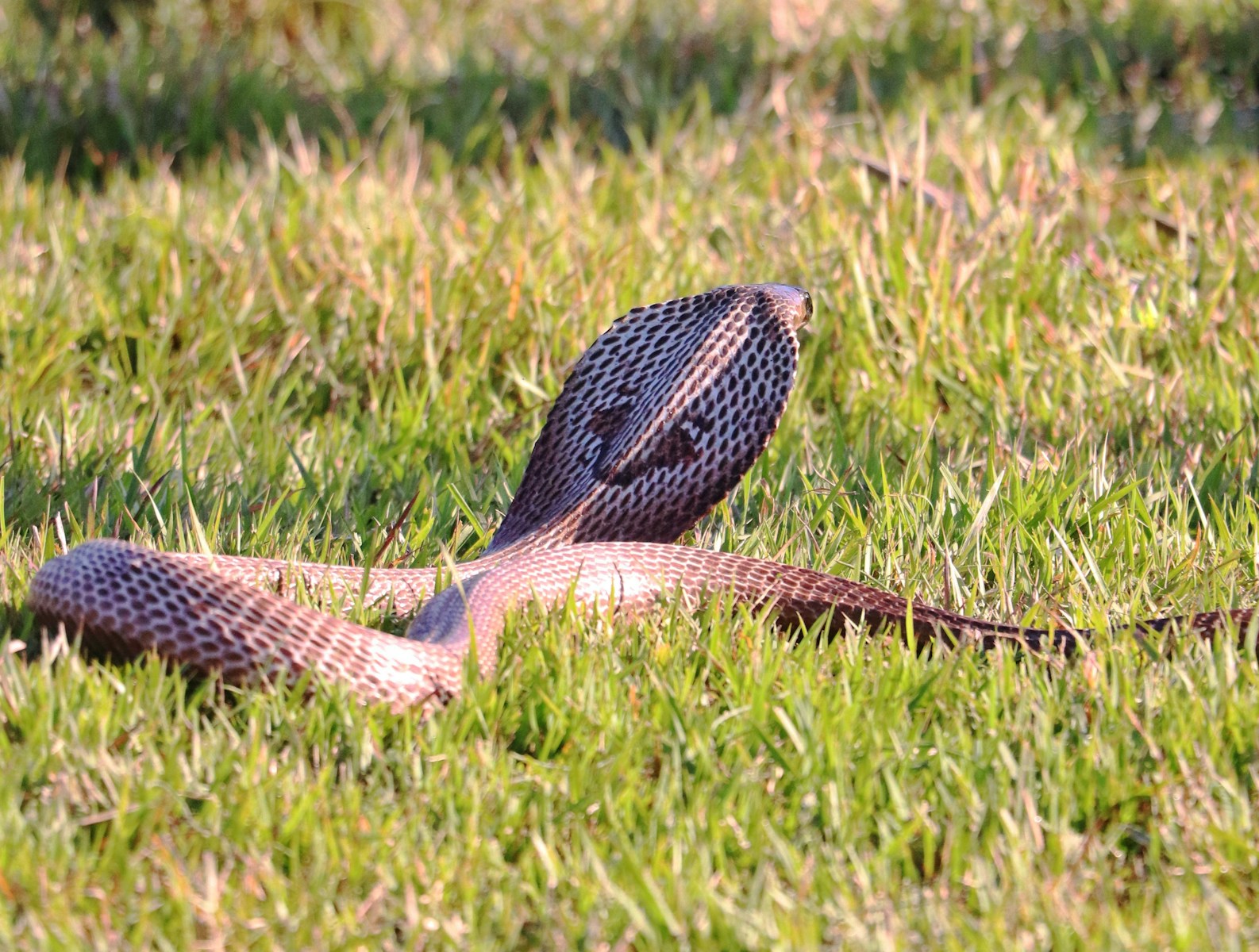 The Connection Between Snakes and Dragons in Mythology