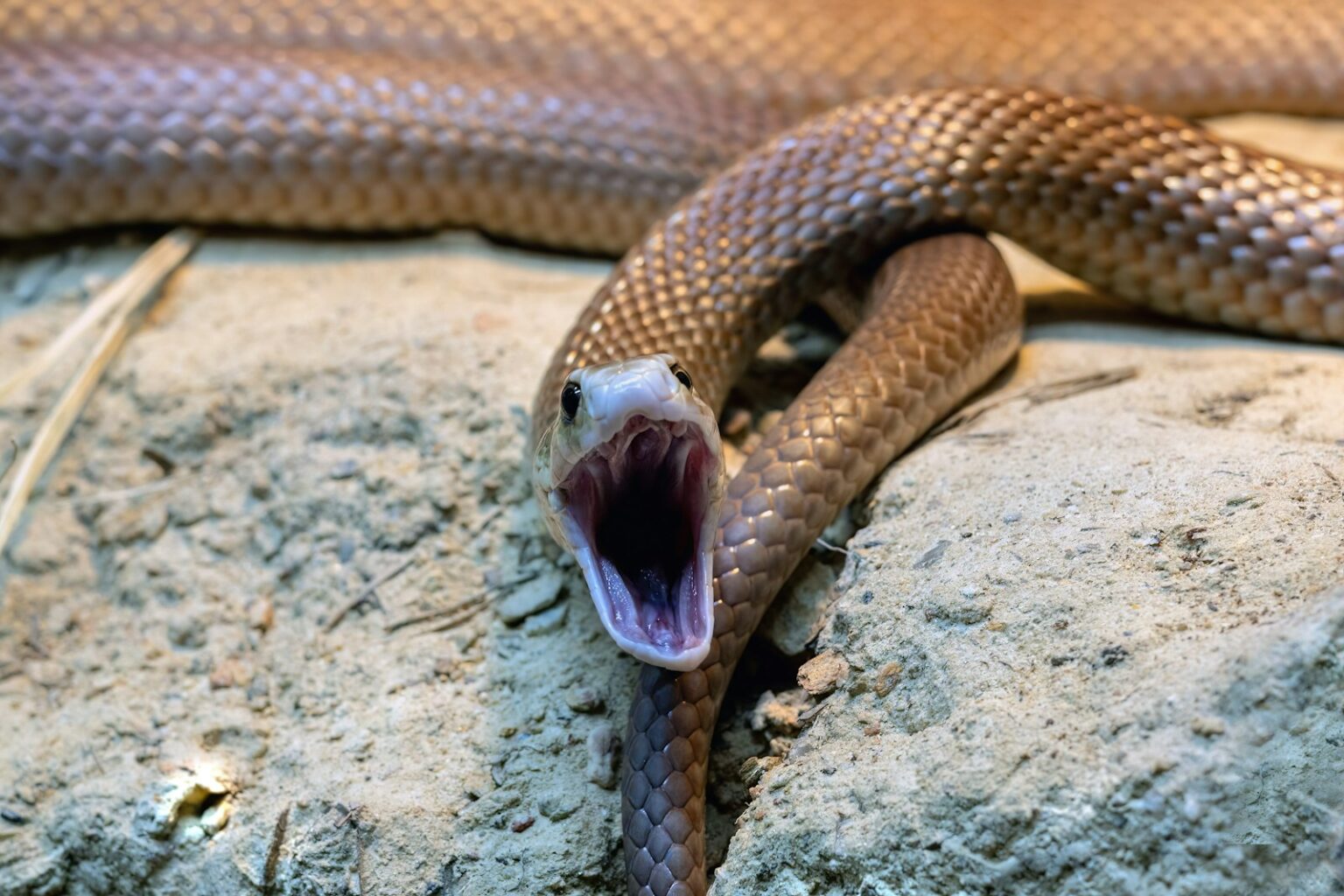 How Snakes Inject Venom and The Anatomy of a Deadly Bite