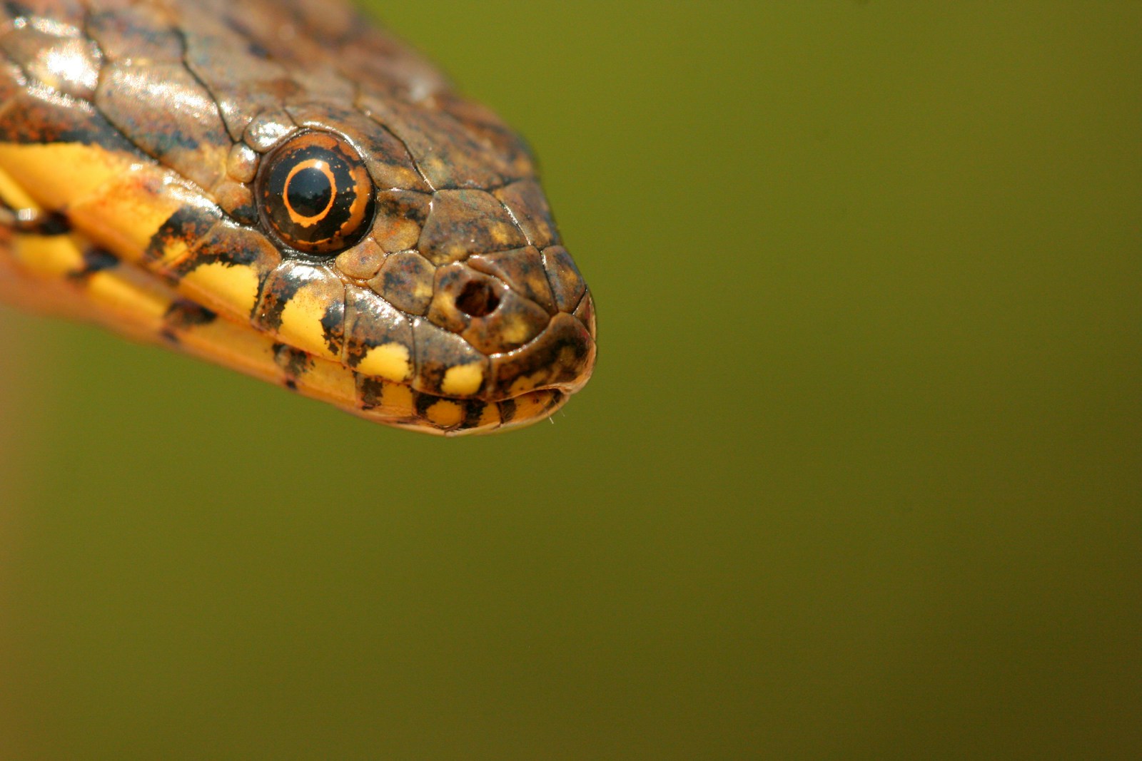 How Snakes Were Depicted in Viking and Norse Mythology