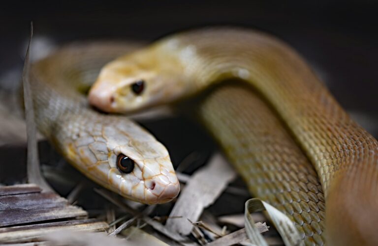 The First-Ever Discovery of a Completely Transparent Snake