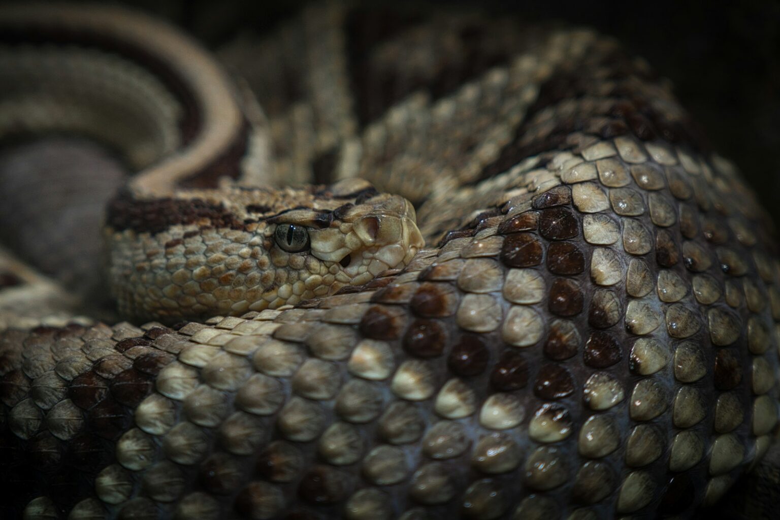 Why Some Snakes Have Heat-Sensing Pits and Others Don’t