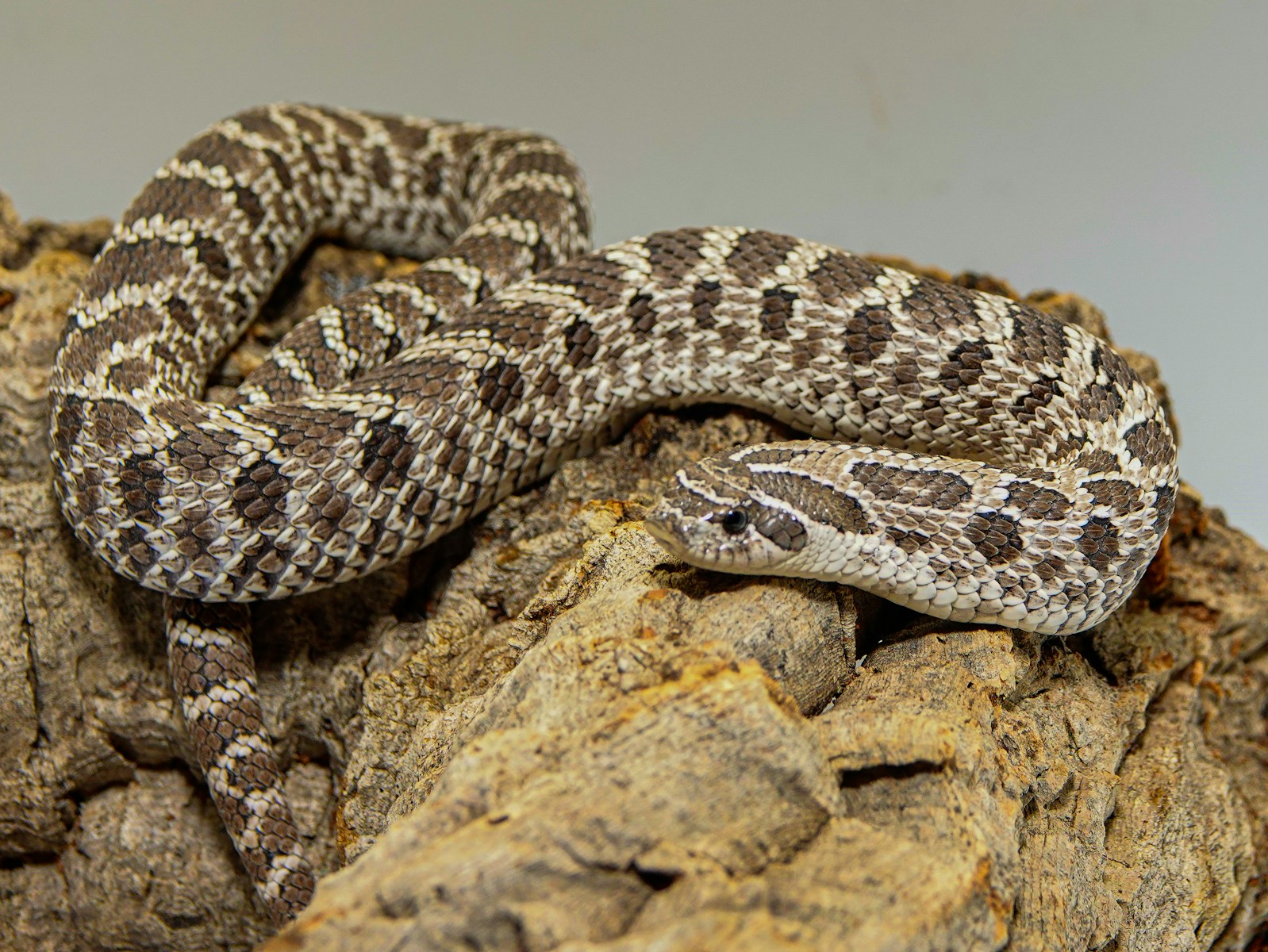 The Myth of the Two-Headed Snake Across Cultures