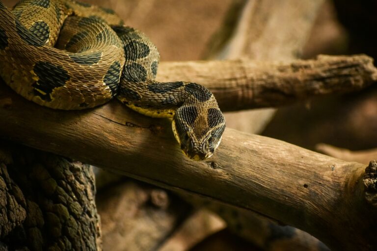 How to Identify Snake Tracks and Trails in the Wild