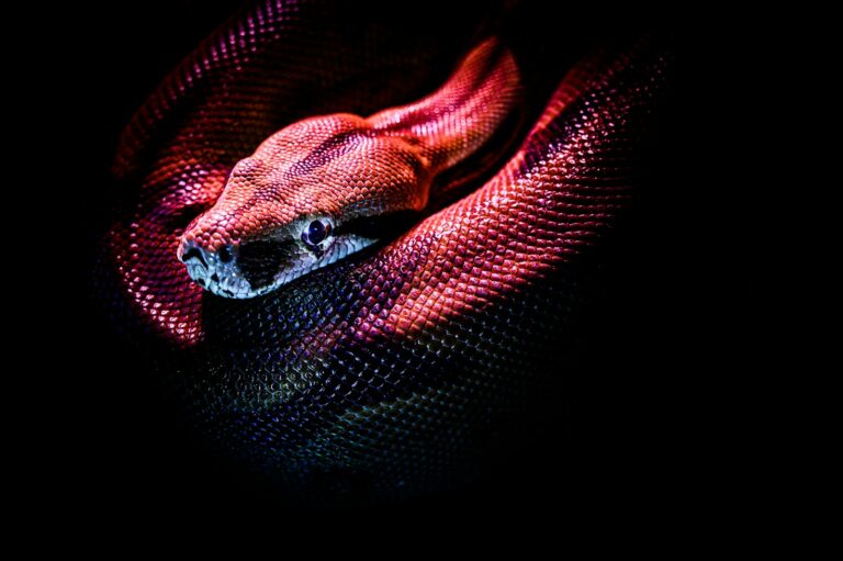 The Snake That Uses Sunspots to Stalk Prey