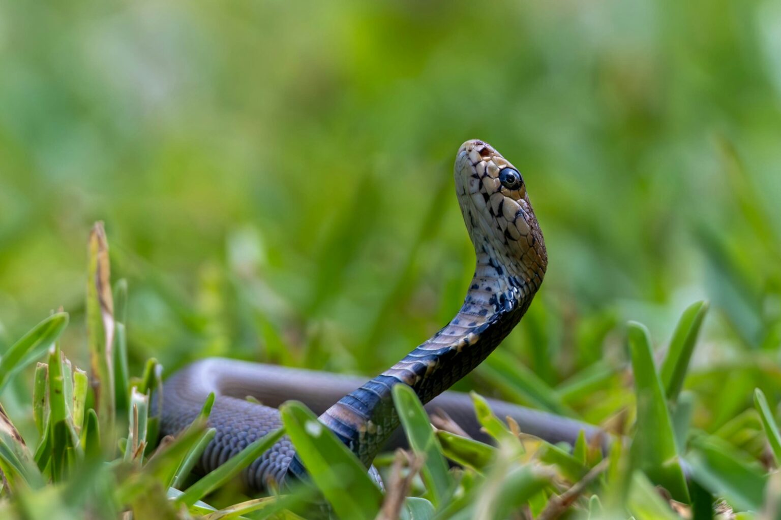 Why Some Venomous Snakes Have Bright Colors While Others Blend In