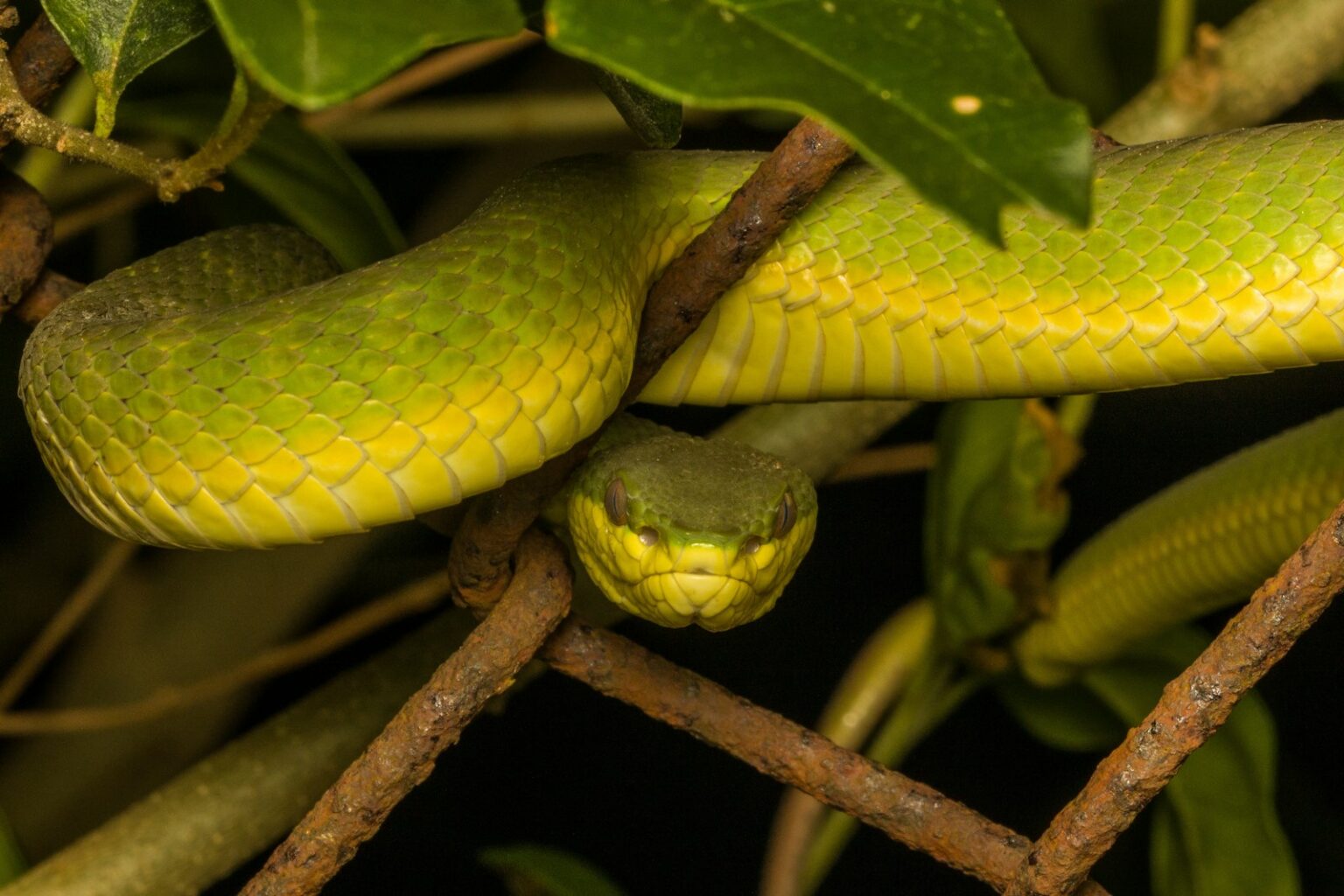 The Connection Between Snakes and Dragons in Mythology