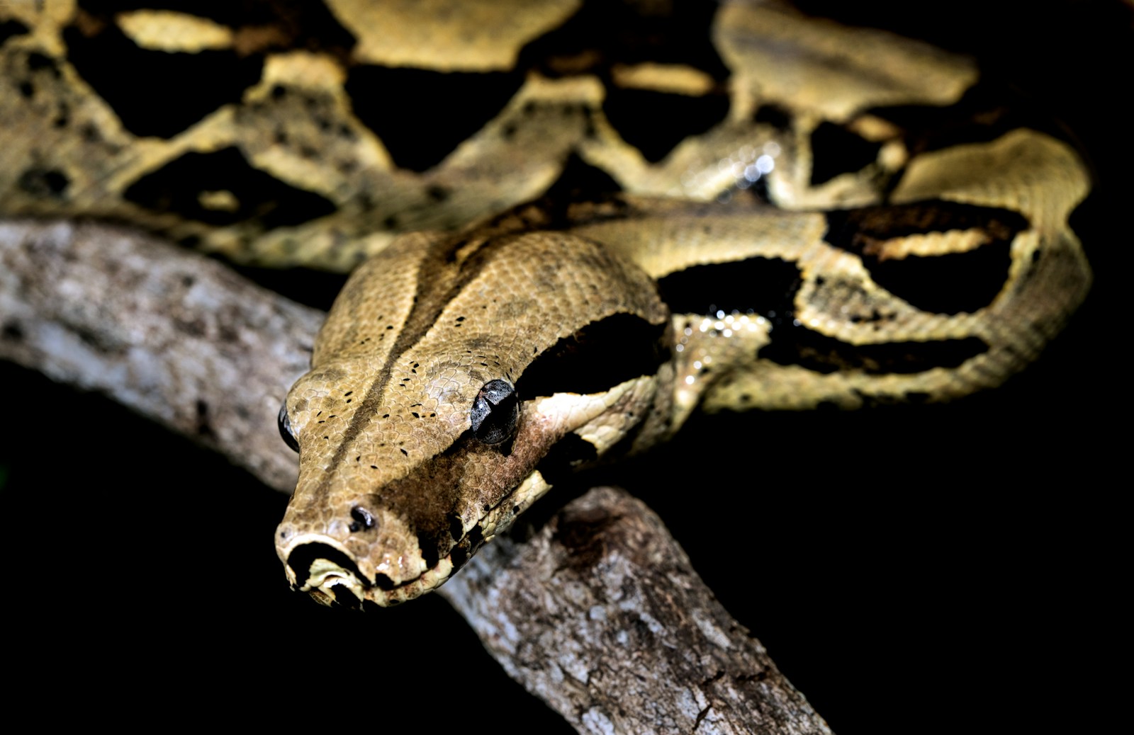 Why Some Snakes Have Heat-Sensing Pits and Others Don’t