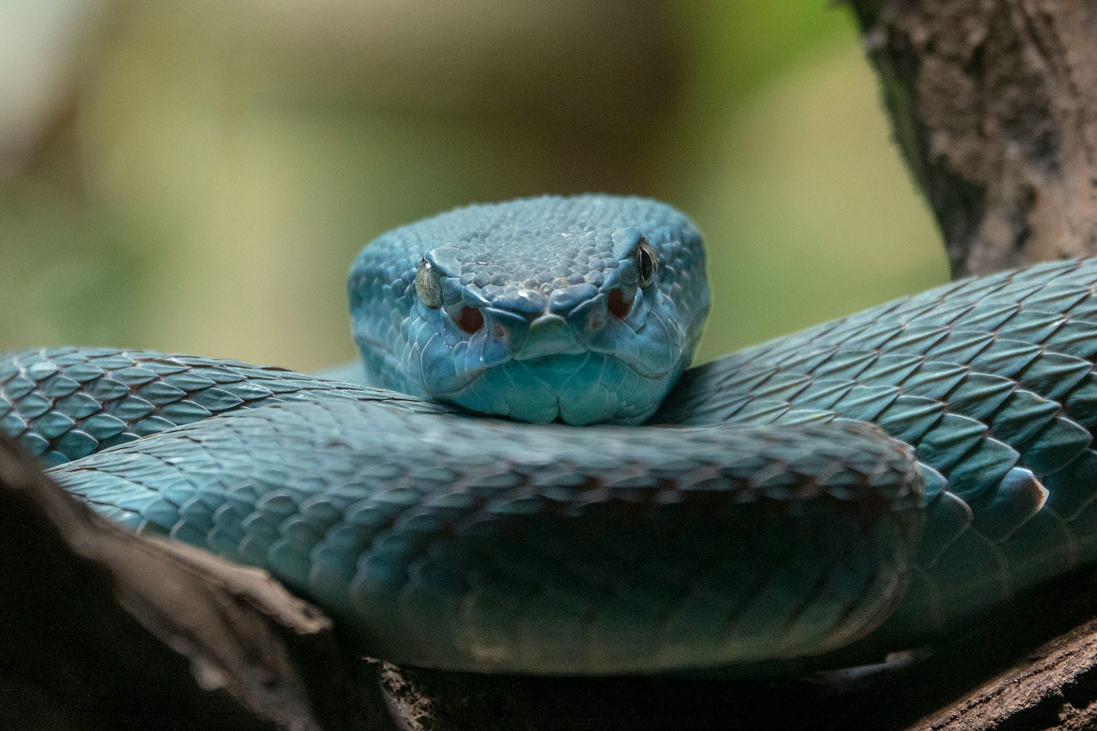 The Connection Between Snakes and Dragons in Mythology