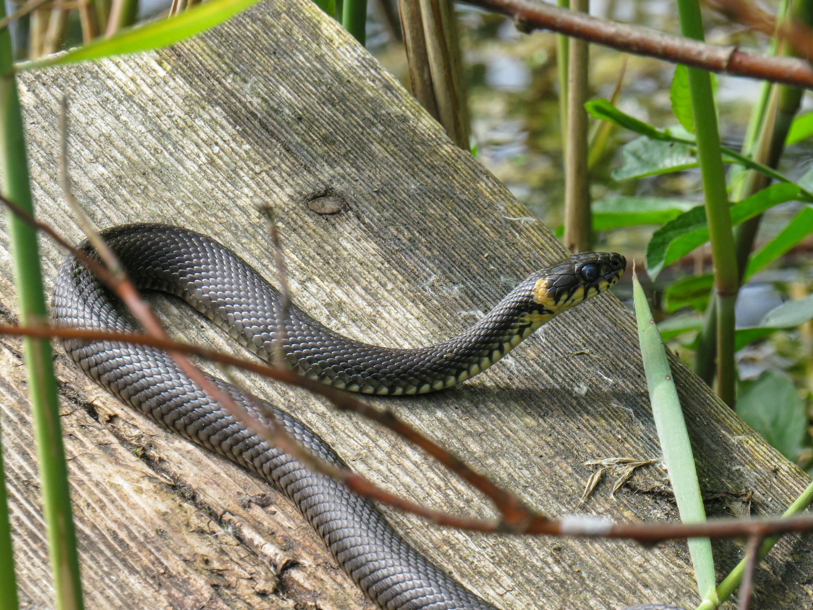The First-Ever Discovery of a Completely Transparent Snake