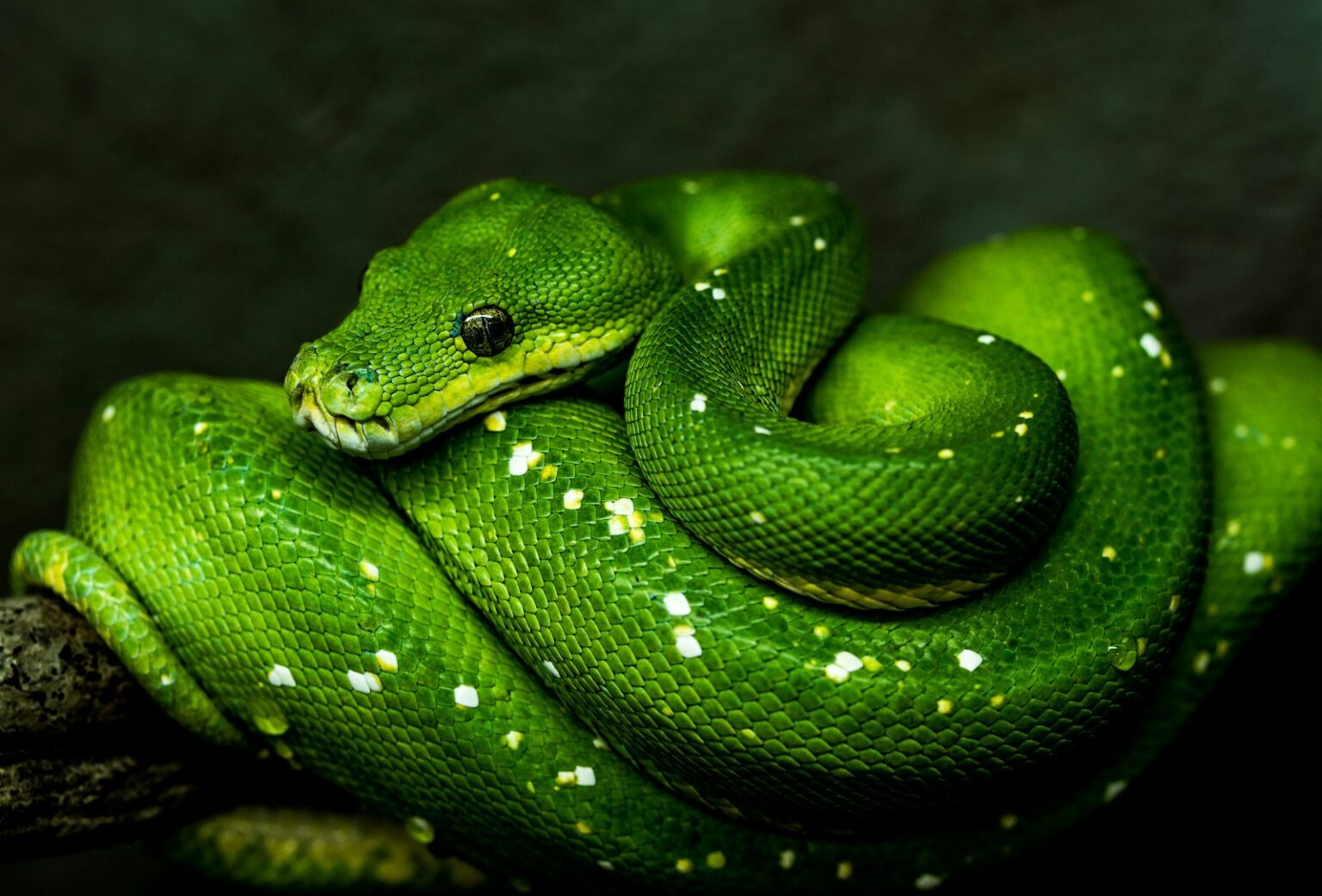 Why Some Snakes Have Heat-Sensing Pits and Others Don’t
