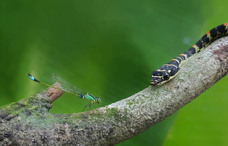 The Snake That Lives Its Entire Life in Fallen Palm Fronds