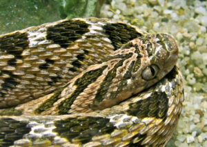 The Science Behind Snake Muscles and Slithering