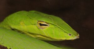 The Science Behind Snake Muscles and Slithering