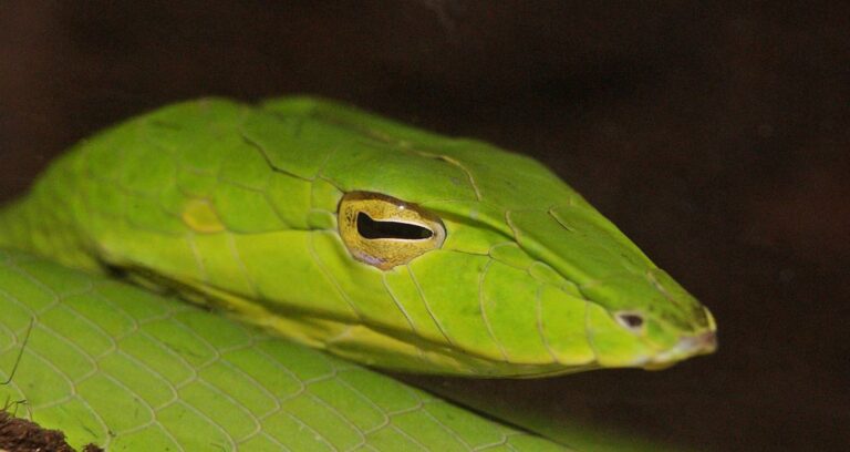 How Snakes Use Body Temperature to Plan Their Movements